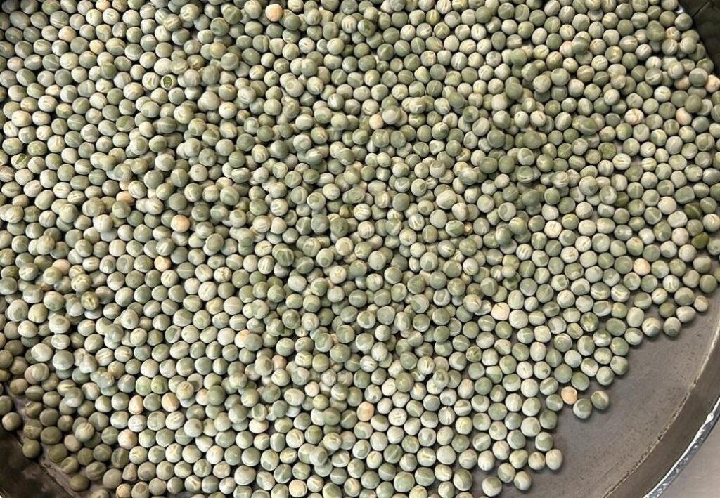 Green peas, Yellow peas, maple peas Canada - BroadGrain