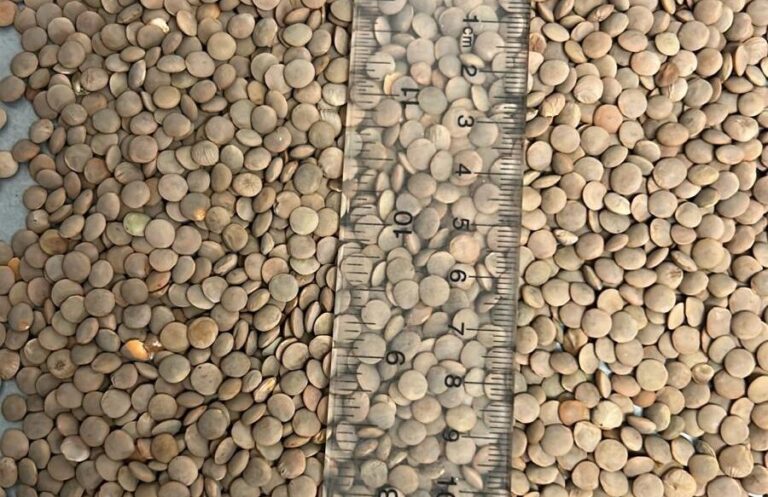 Green Lentils & Red Lentils Canada - BroadGrain