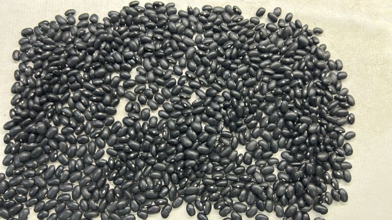 Black beans Argentina - BroadGrain Commodities Inc.