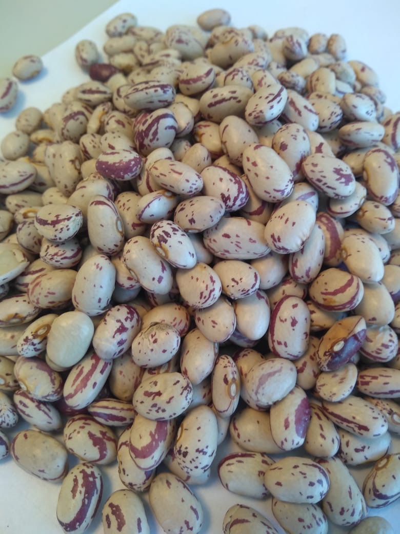 Cranberry Beans Argentina - BroadGrain Commodities Inc.