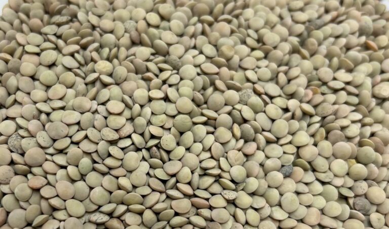 Green Lentils & Red Lentils Canada - BroadGrain